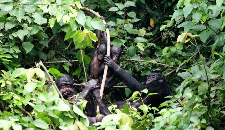 How Many Bonobos are Left in the Wild? - Friends of Bonobos