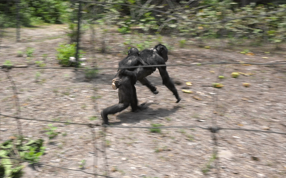 A Happy Ending! Bonobos Return to the Wild - Friends of Bonobos