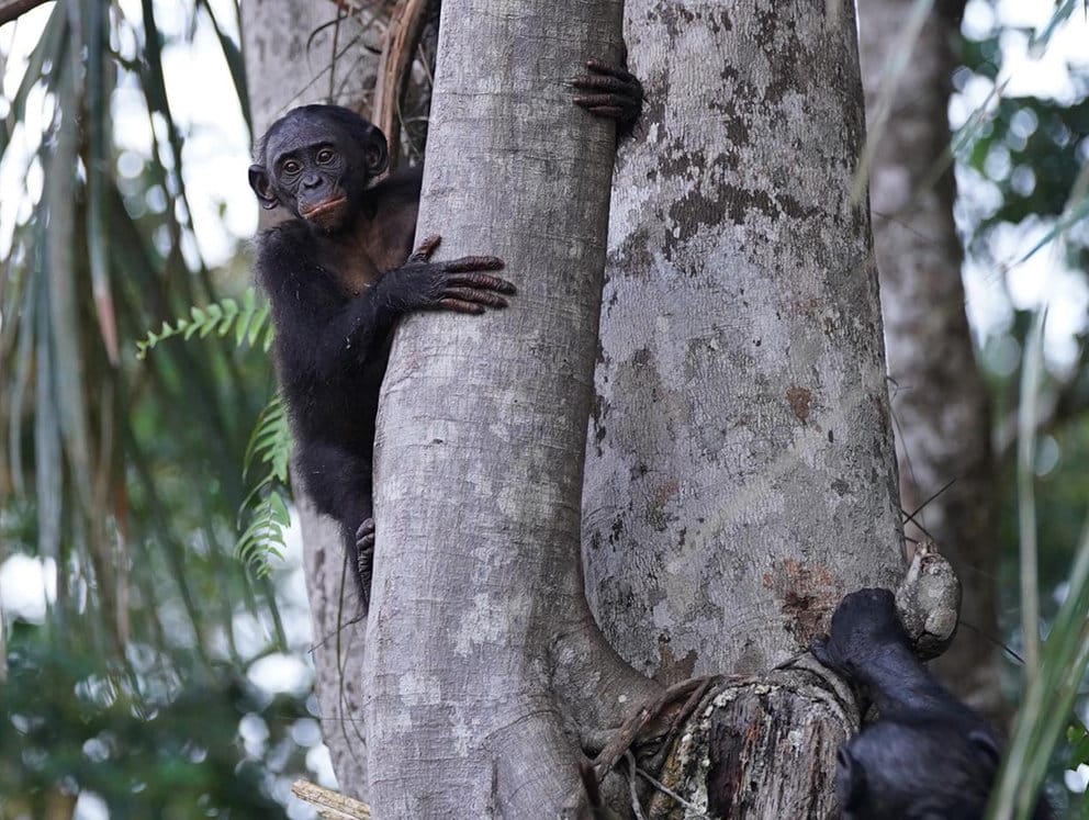 Bonobo Habitat Top 10 for Global Importance - Friends of Bonobos