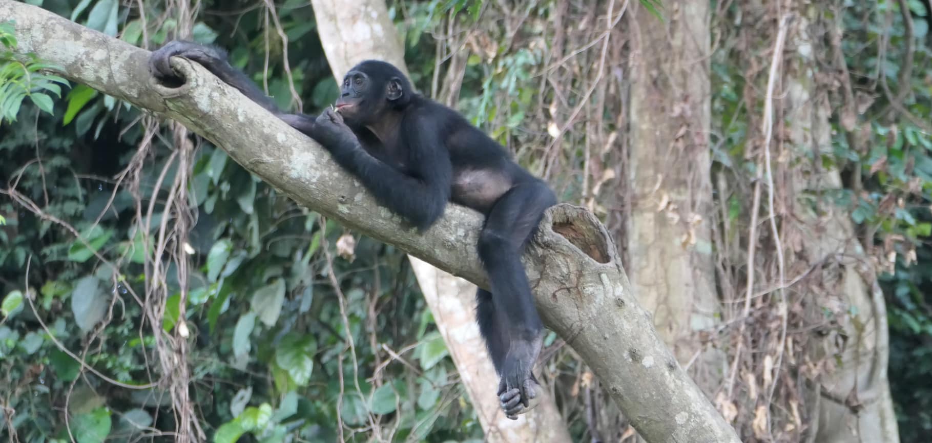 Give Stock | Friends of Bonobos