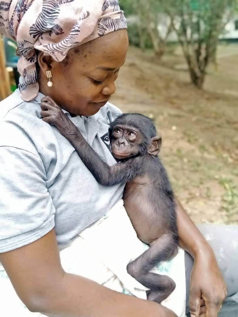 THE BONOBO GUARDIAN - Friends of Bonobos