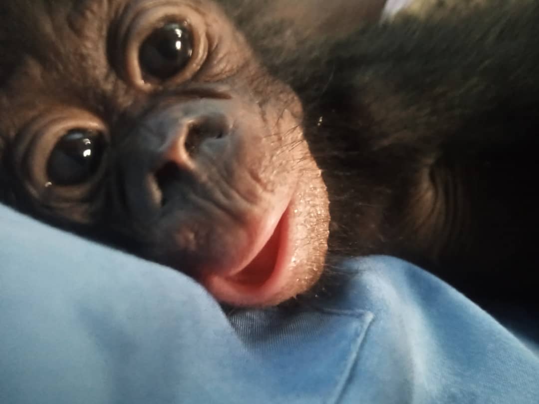 Meet the Bonobos! | Friends of Bonobos