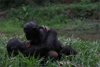 Bonobos for Kids | Friends of Bonobos