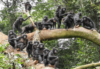 Bonobos and Chimpanzees - 4 Differences - Friends of Bonobos