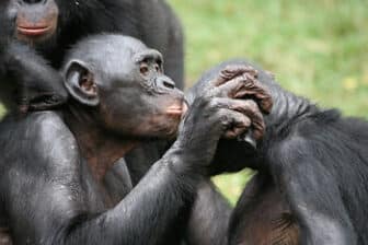 Bonobos and Chimps: The Story of the Great Divide - Friends of Bonobos
