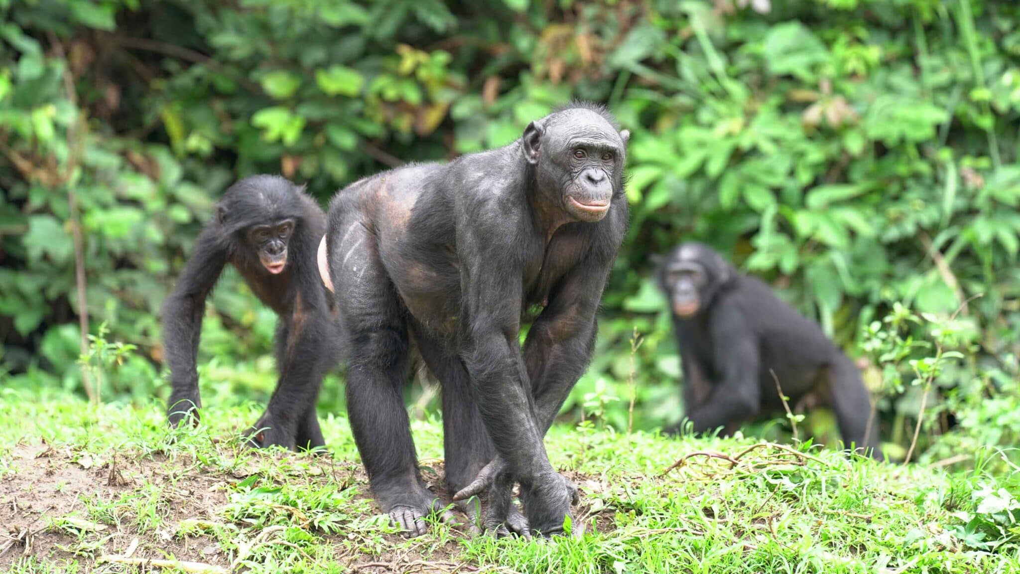 Rescue and Care - Friends of Bonobos