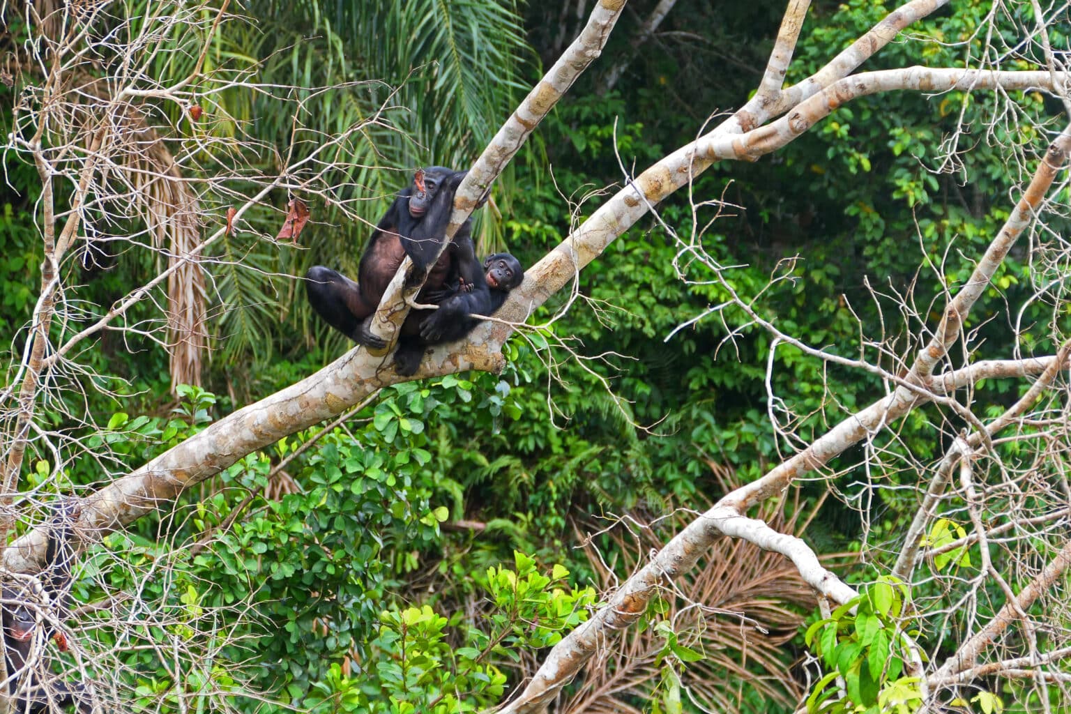 Ekolo ya Bonobo: Protecting The Congo Basin Rainforest Through ...