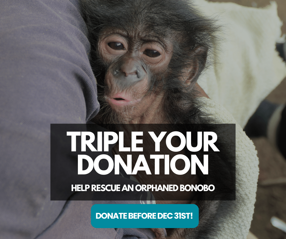 Bonobos A to Z Friends of Bonobos Bonobos Endangered Great Ape