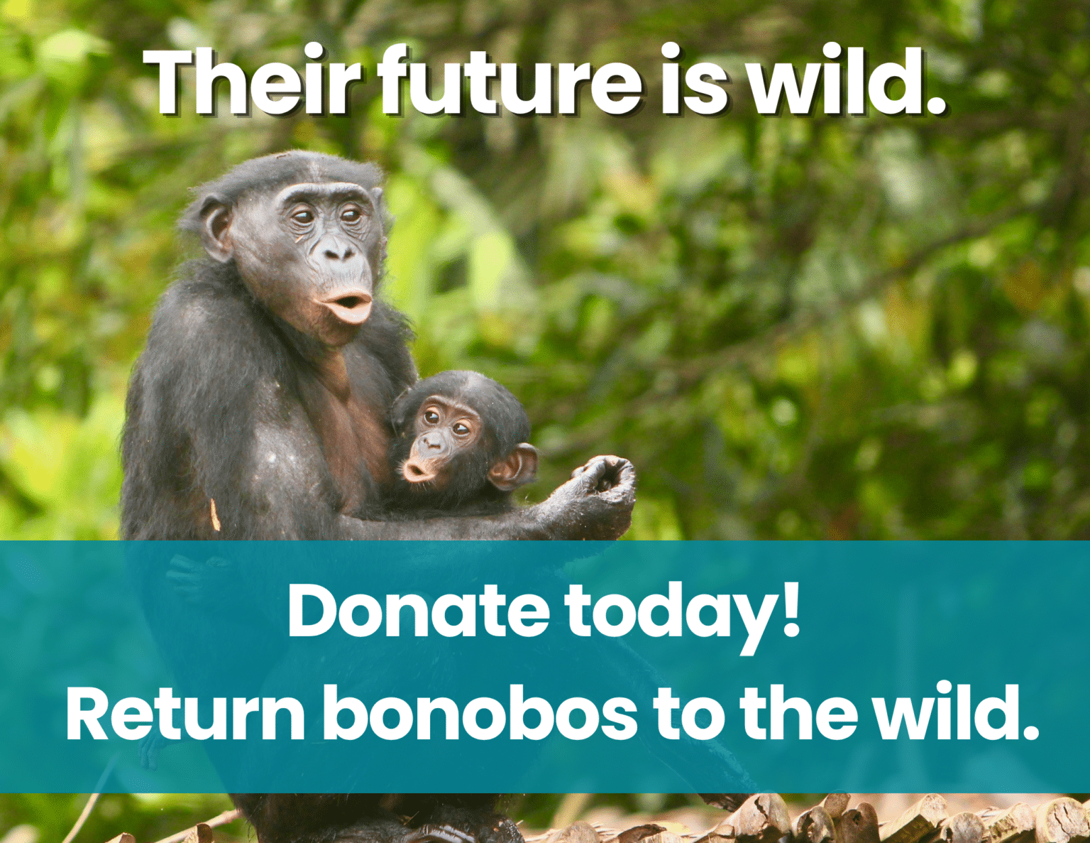How Many Bonobos are Left in the Wild? - Friends of Bonobos